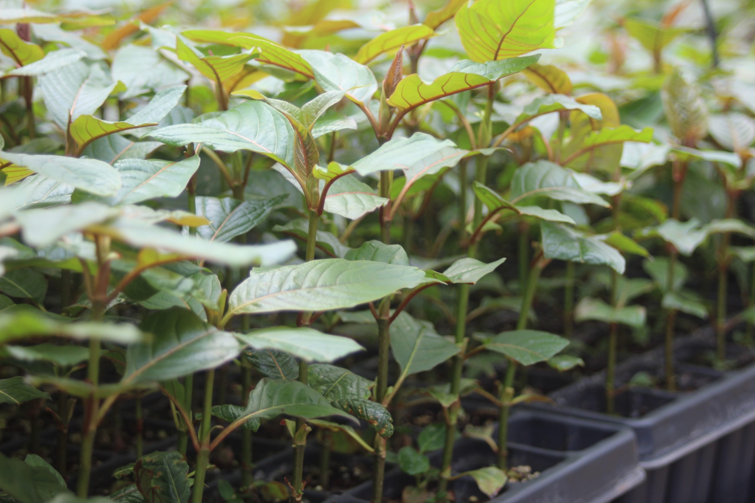 About Us Miamibotany