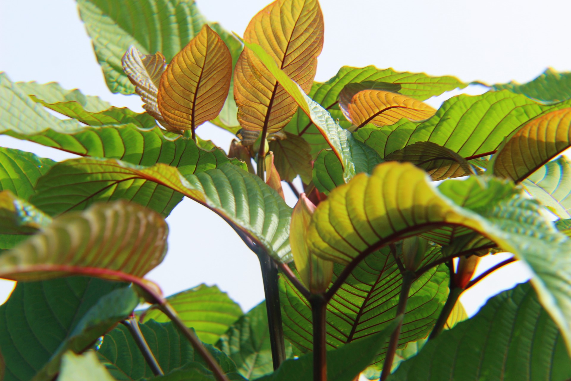 Kratom Plants grown in the US - Miami Botany Kratom