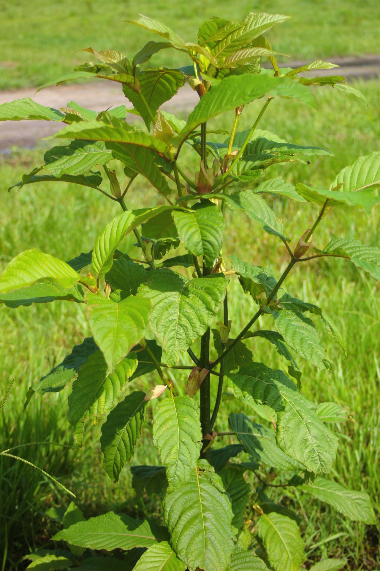 Kratom Plants grown in the US - Miami Botany Kratom