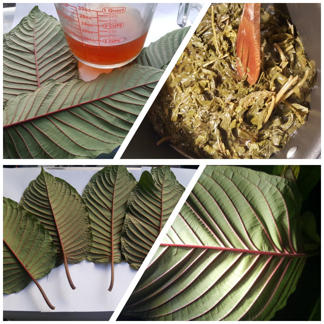 Kratom Veins and Strains - Miami Botany Kratom